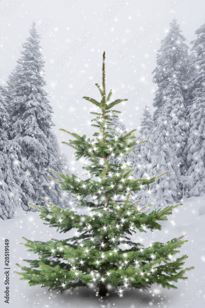 Weihnachtsbaum im Winterwald Stock-Foto | Adobe Stock