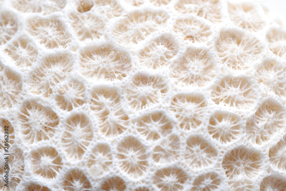 coral blanco textura Stock Photo | Adobe Stock