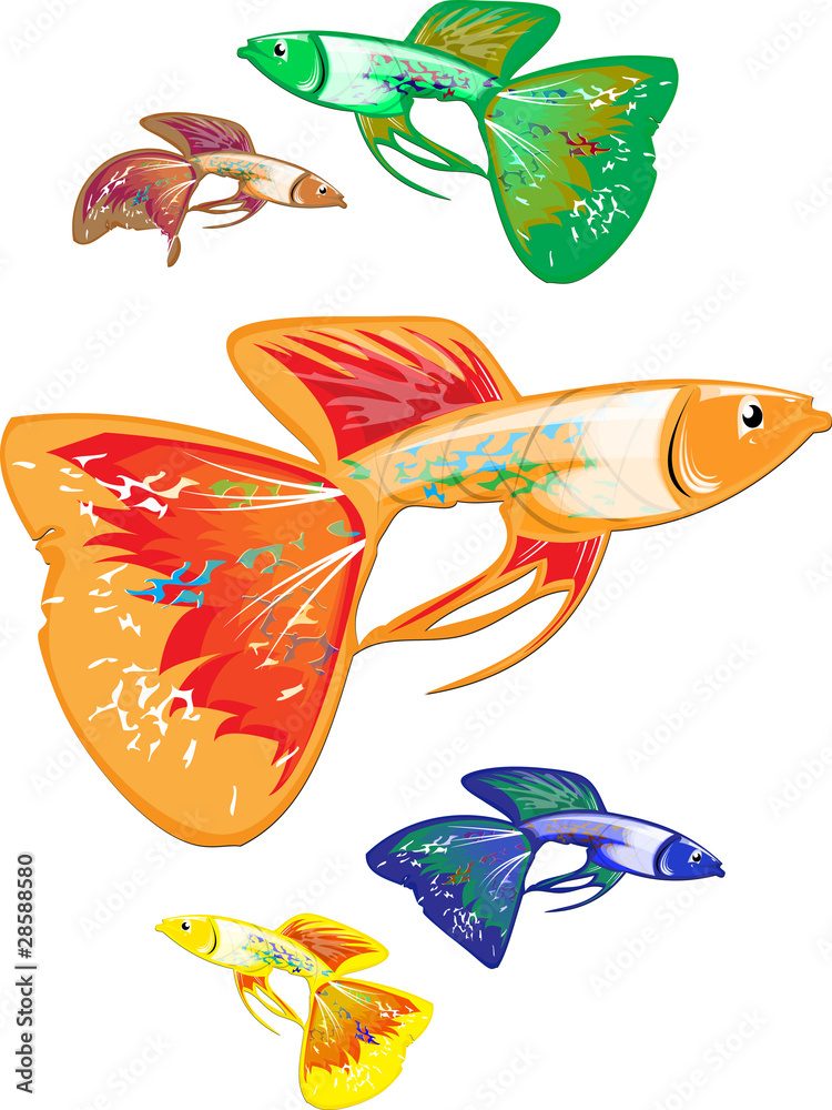 guppy vector de Stock | Adobe Stock