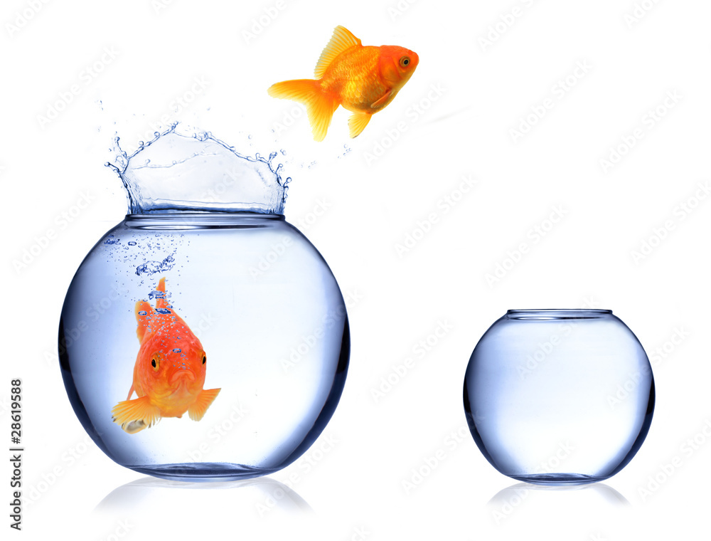 GOlden fish Carassius auratus jumping from aquarium Stock Photo | Adobe ...