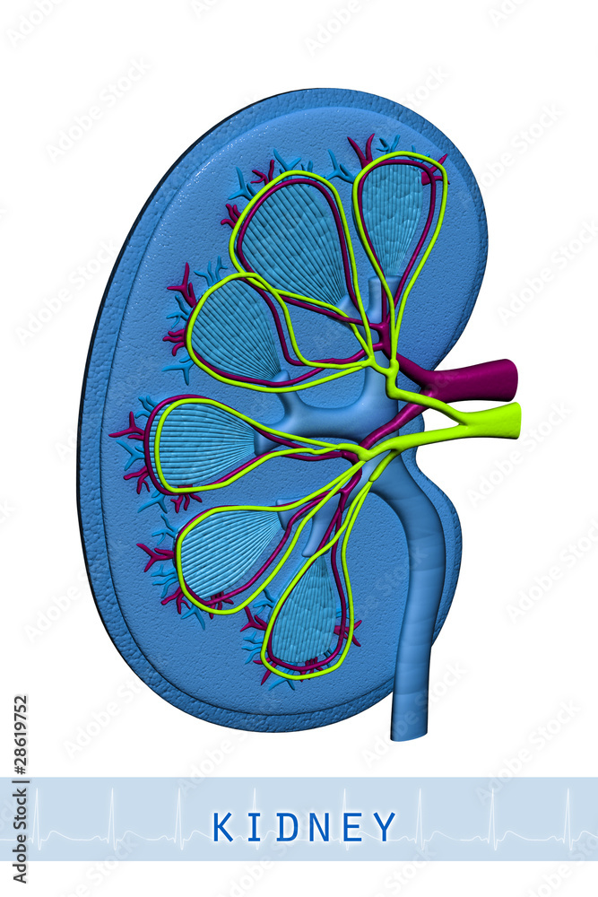 Anatomical drawing of a kidney Stock Illustration | Adobe Stock