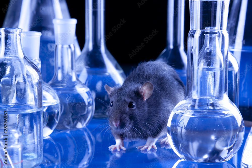 Rat in laboratory Stock Photo | Adobe Stock
