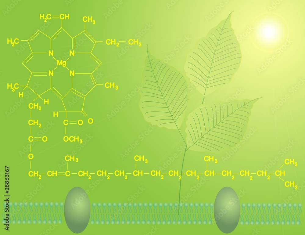 Chlorophyll a Stock Photo | Adobe Stock