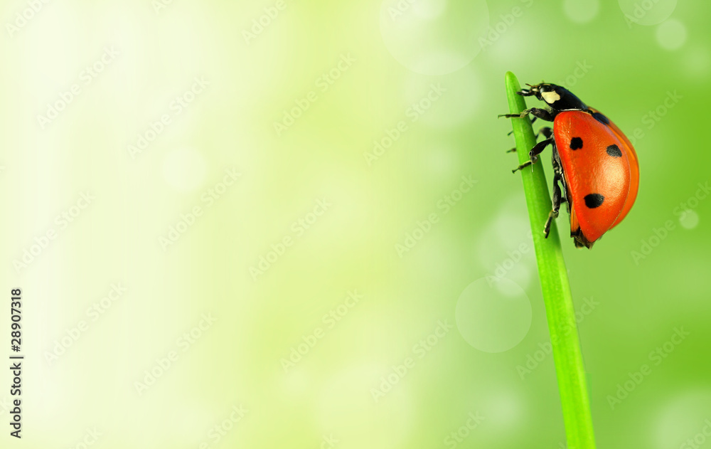 Ladybug on stalk with shiny blur background Stock Photo | Adobe Stock