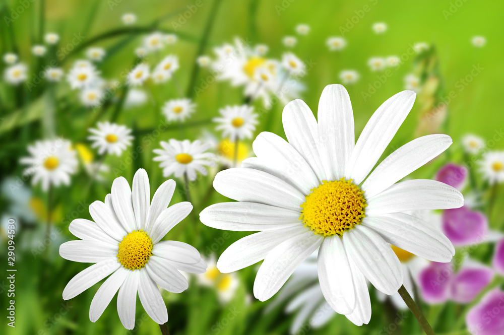 Blumen 199 Stock Photo | Adobe Stock