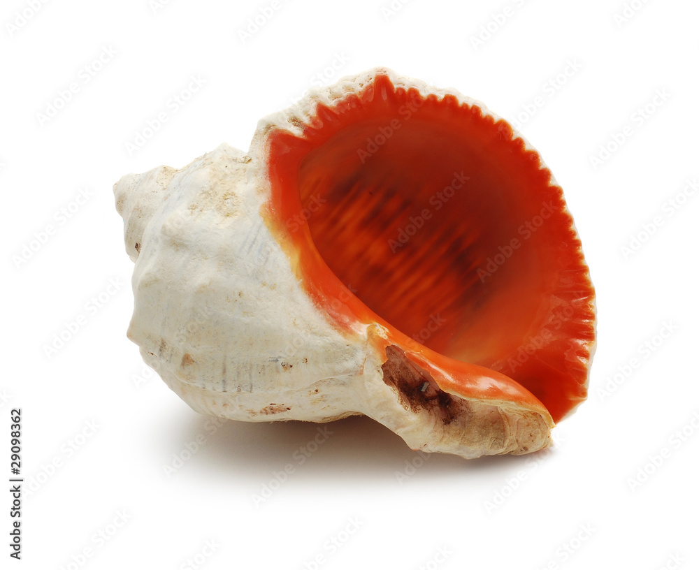 shell Stock Photo | Adobe Stock