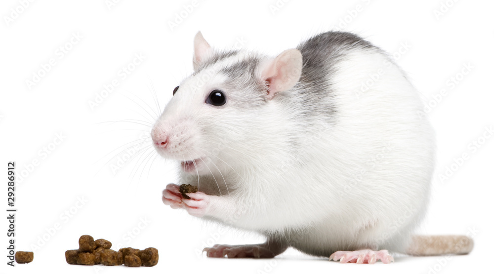Rat eating in front of white background Stock Photo | Adobe Stock