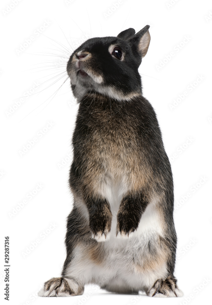 Rabbit standing on hind legs in front of white background Stock Photo ...