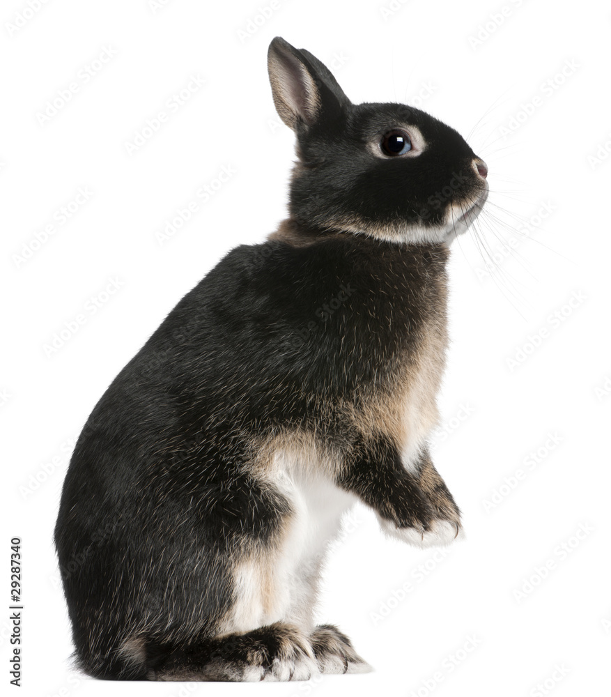 Rabbit standing on hind legs in front of white background Stock Photo ...