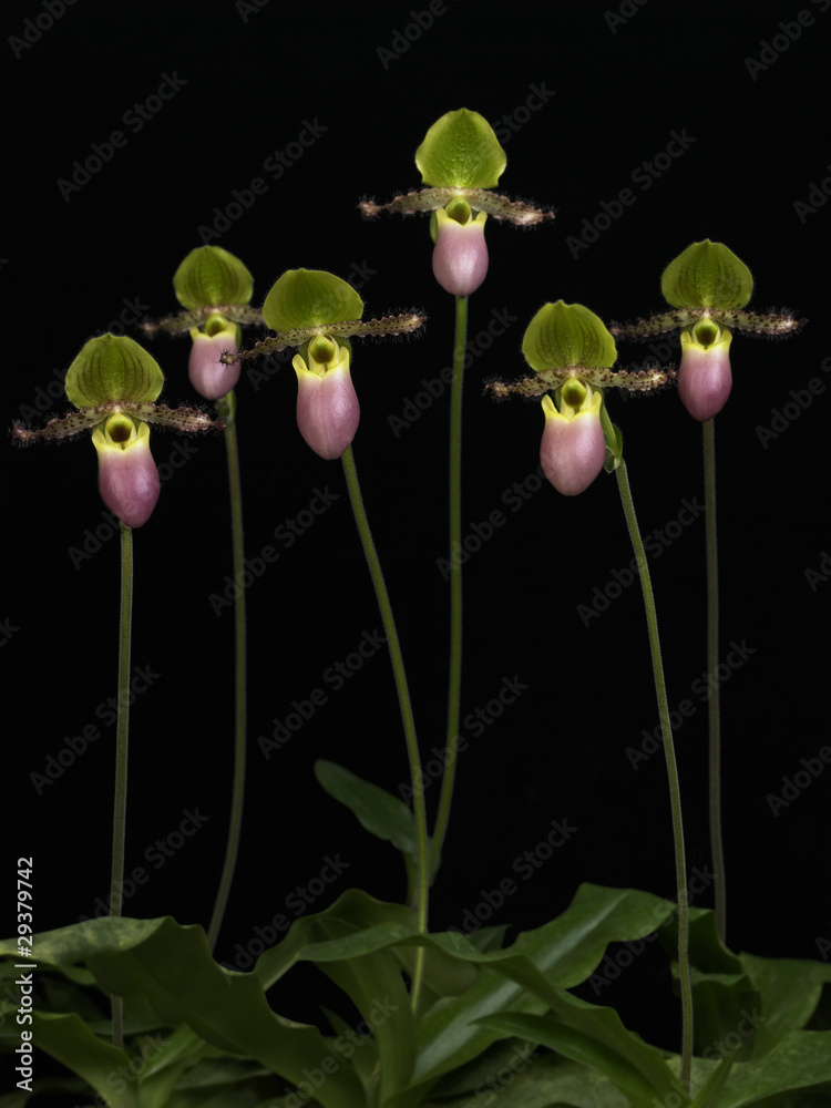 Paphiopedilum Pinocchio on the black background. Stock Photo | Adobe Stock