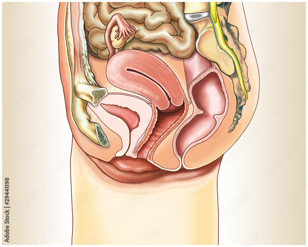 weibliche Geschlechtsorgane im Querschnitt Stock Illustration | Adobe Stock