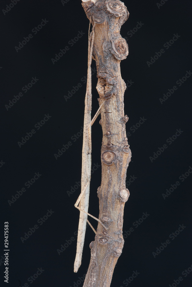 Insecto palo Stock Photo | Adobe Stock