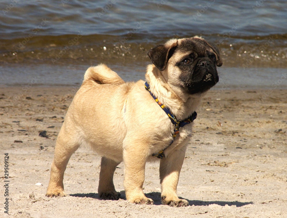 kleiner mops Stock Photo | Adobe Stock