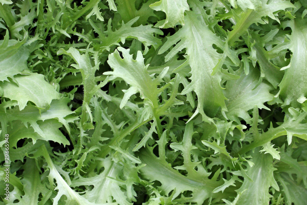 salade frisée Stock Photo | Adobe Stock
