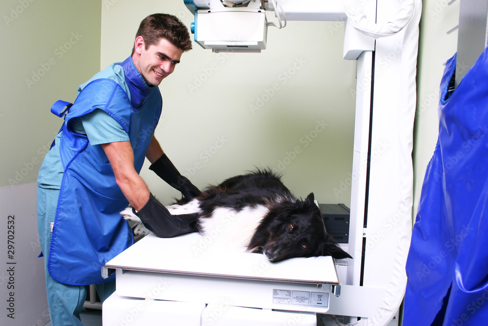 Dog having an x-ray Stock Photo | Adobe Stock