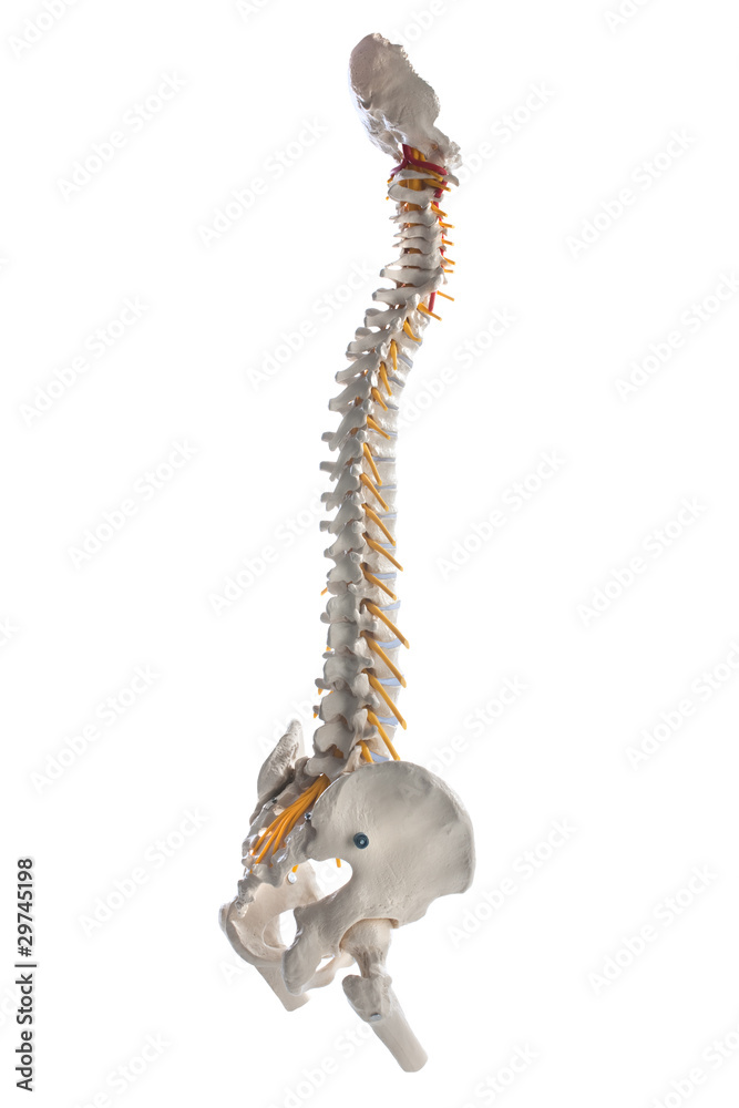 learning model of the human spinal columns Stock Photo | Adobe Stock