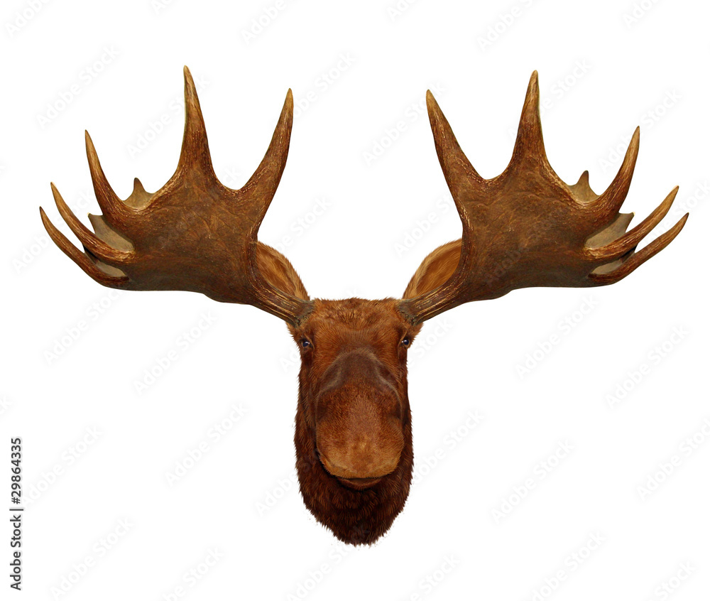 Moose front view isolated on white Stock Photo | Adobe Stock