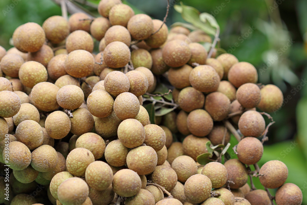 grappe de longani, longan, longane, oeil du dragon Photos | Adobe Stock