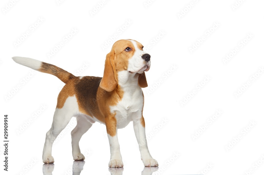 Beagle dog isolated on white background Stock Photo | Adobe Stock