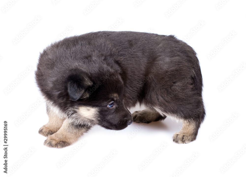 shepherd`s dog puppy looking back over his shoulder Stock Photo | Adobe ...