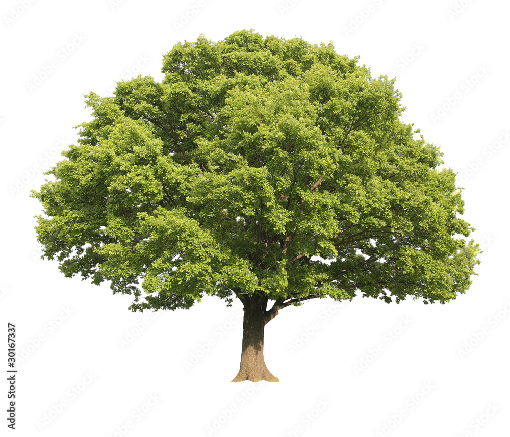 Oak tree isolated Stock Photo | Adobe Stock
