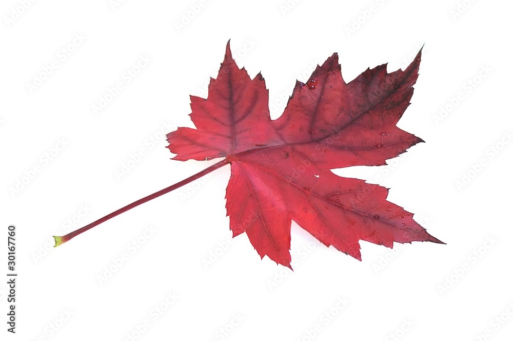 Hoja roja aislada sobre fondo blanco Stock Photo | Adobe Stock
