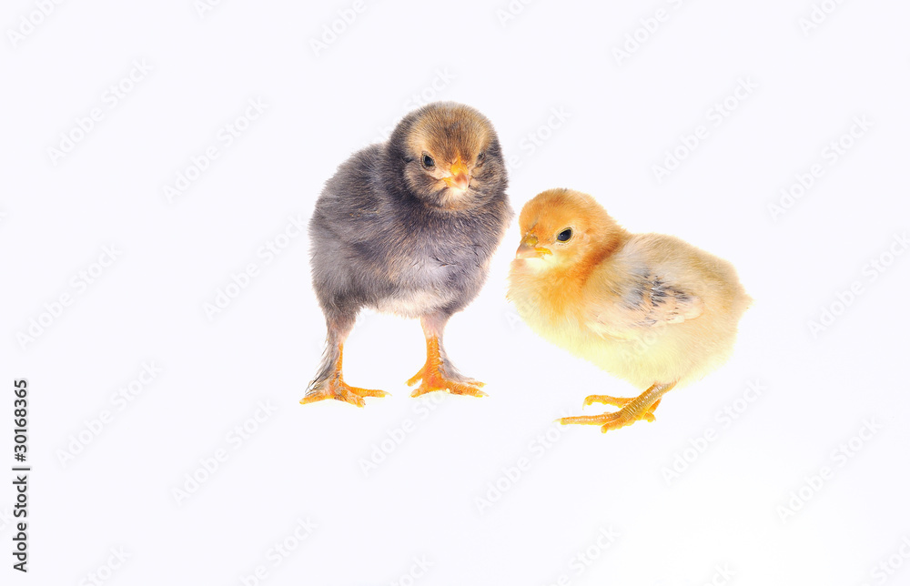 Pollitos aislados sobre fondo blanco. Stock Photo | Adobe Stock