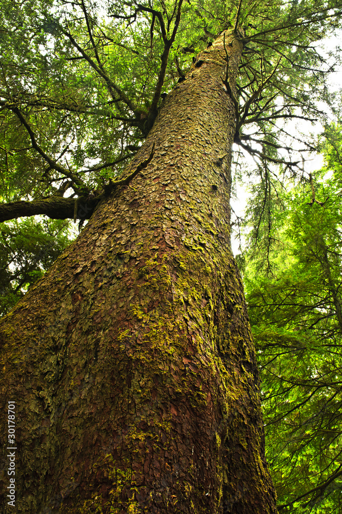 Tall hemlock tree trunk in temperate rainforest Stock Photo | Adobe Stock