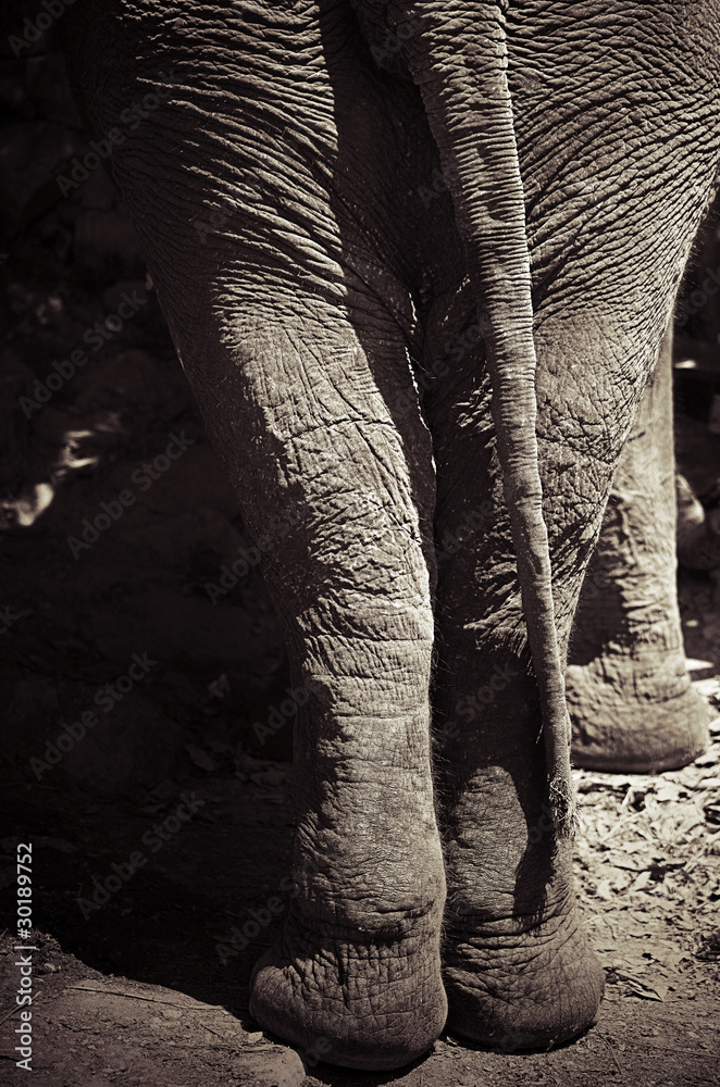 Elephant hind legs detail Stock Photo | Adobe Stock