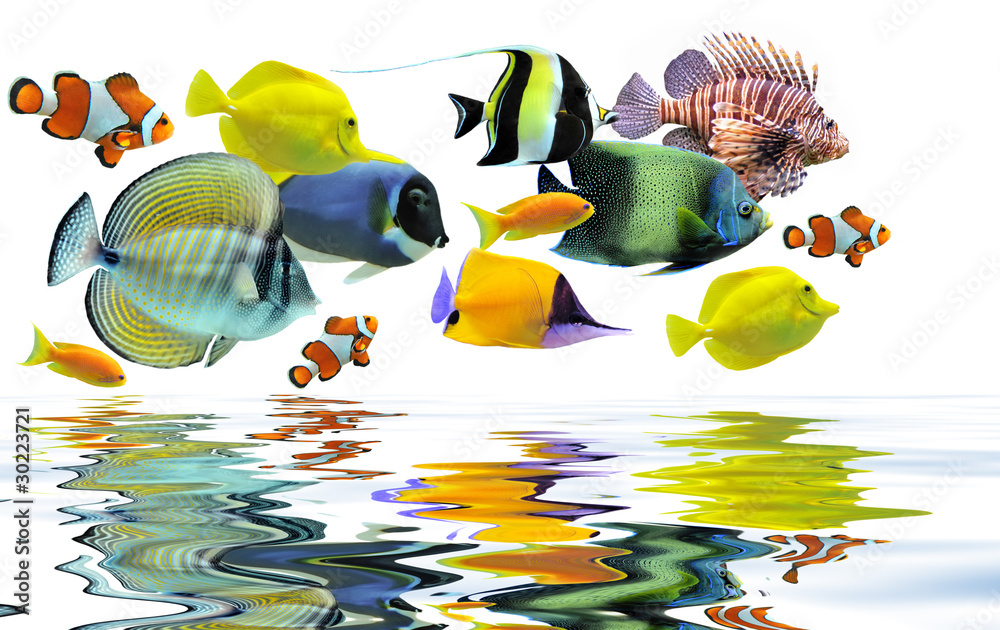 groupe de poissons tropicaux Photos | Adobe Stock