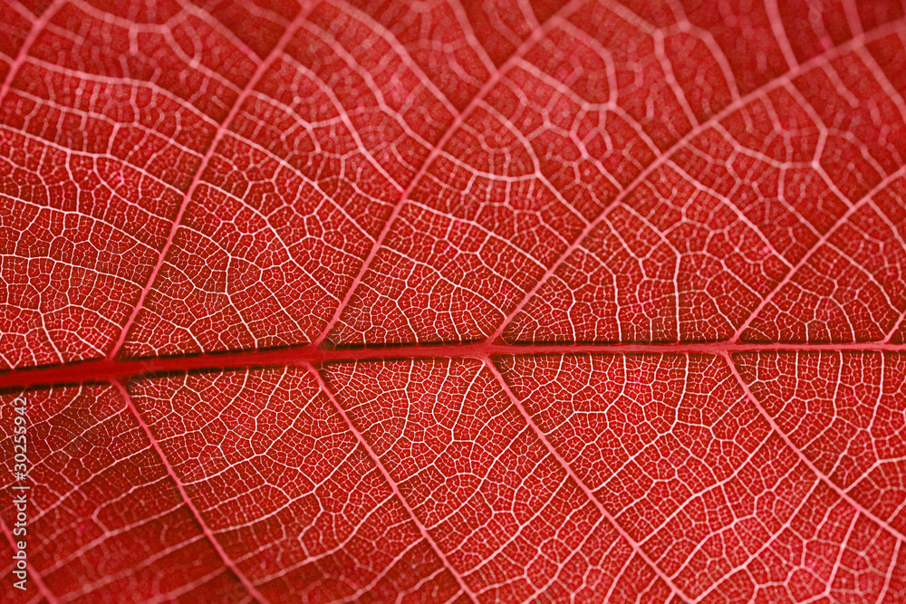 rotes Blatt | Herbst | Herbstlaub Stock-Foto | Adobe Stock