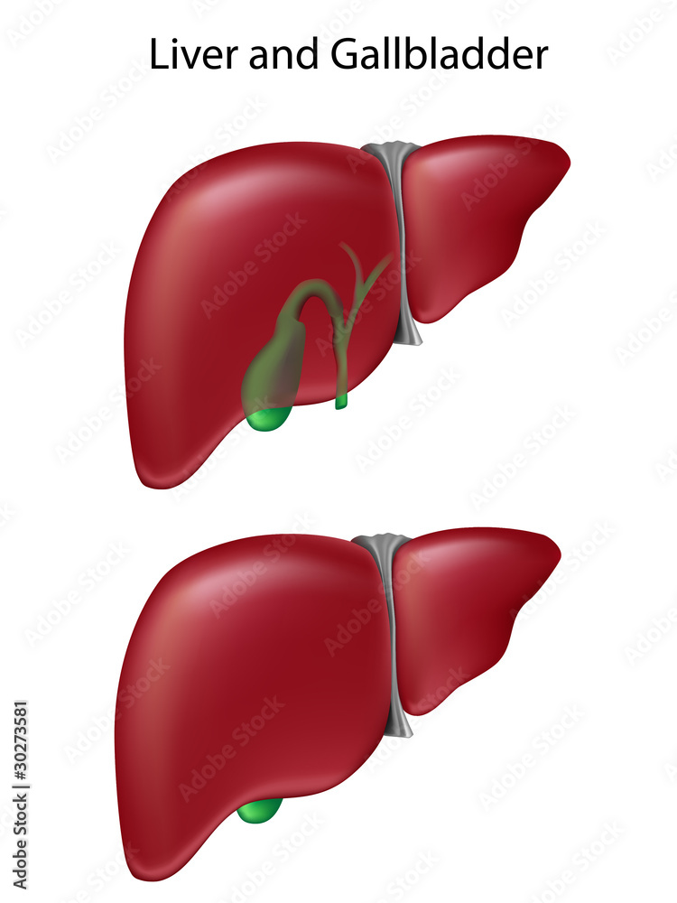Human liver and gallbladder, textbook accuracy, eps8 Stock Vector ...