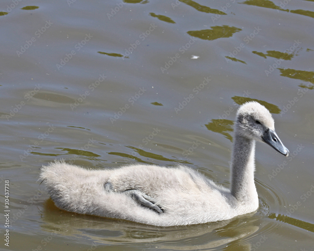 baby swan Stock Photo | Adobe Stock