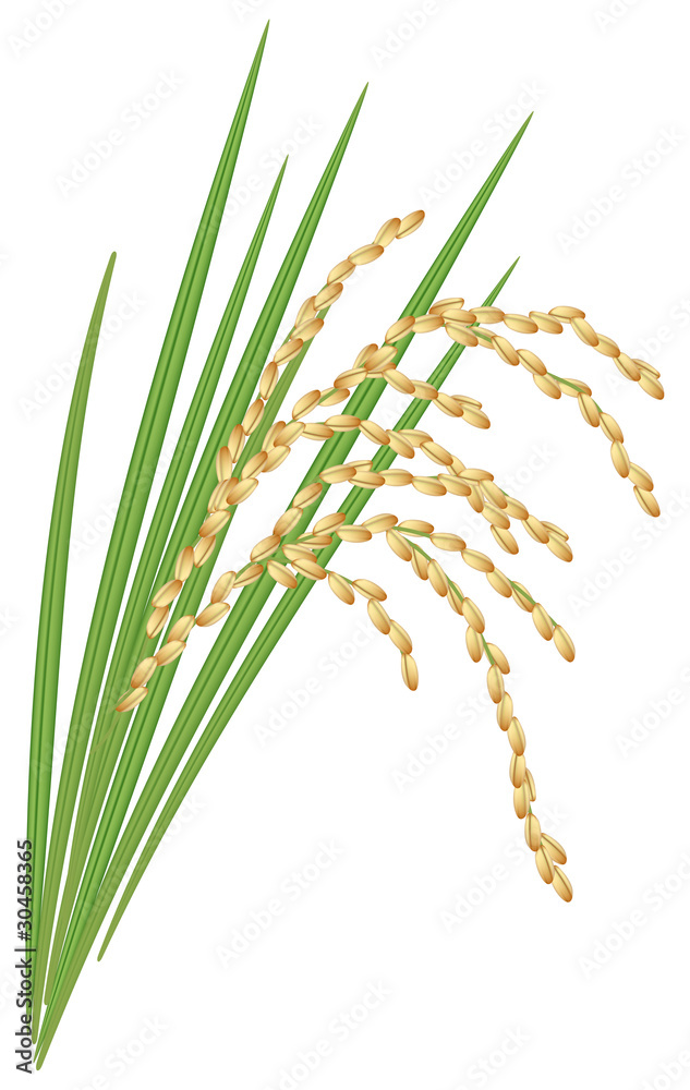 Spikelet of rice with the leaves on a white background. Vector i Stock ...