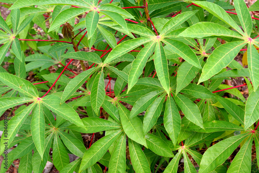 Tapioca Plant Leaves