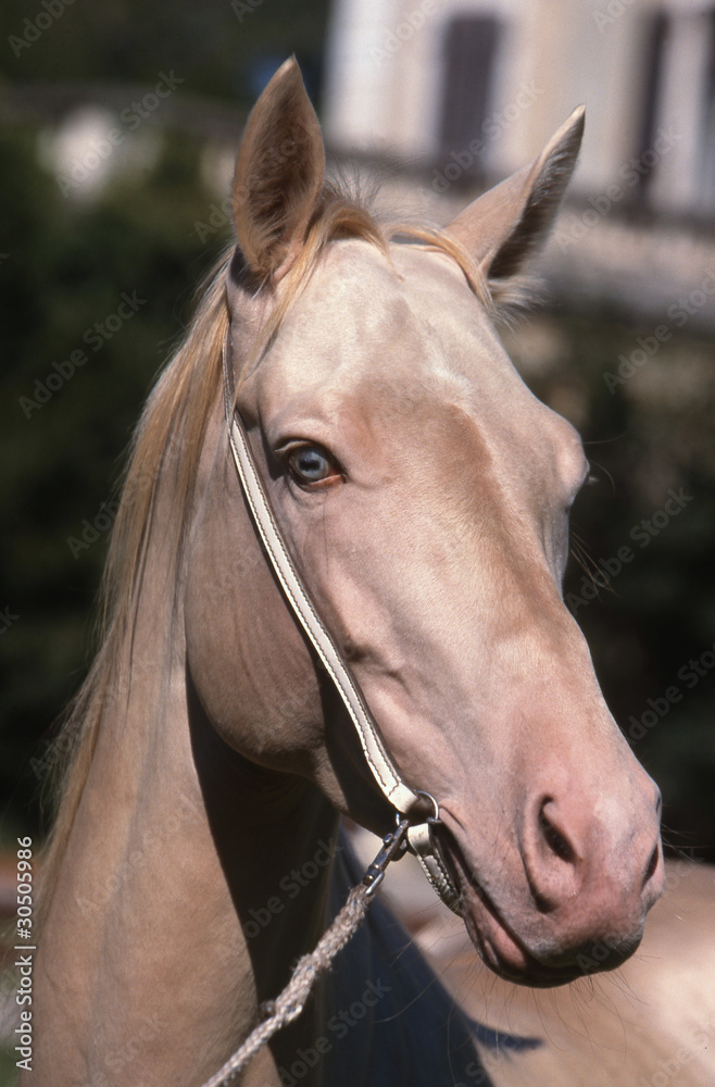 Akhal Teke Head