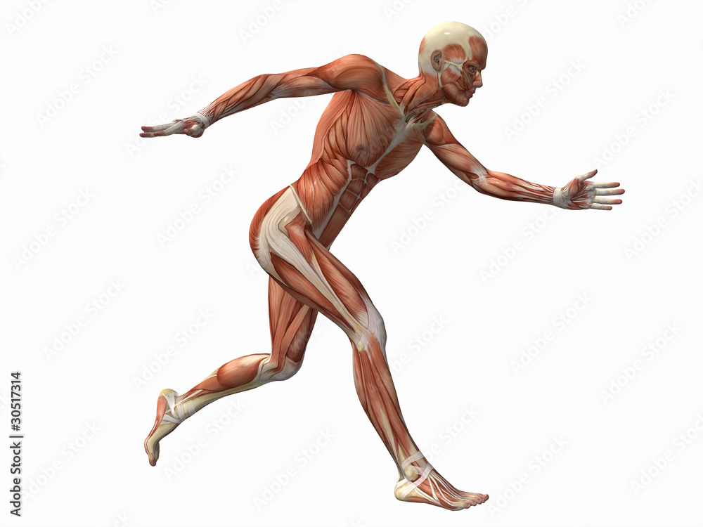 muscle man , male Human Body Anatomy Stock Illustration | Adobe Stock