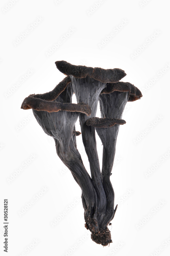 Trumpet of death, Craterellus cornucopioides, Spain Stock Photo | Adobe ...