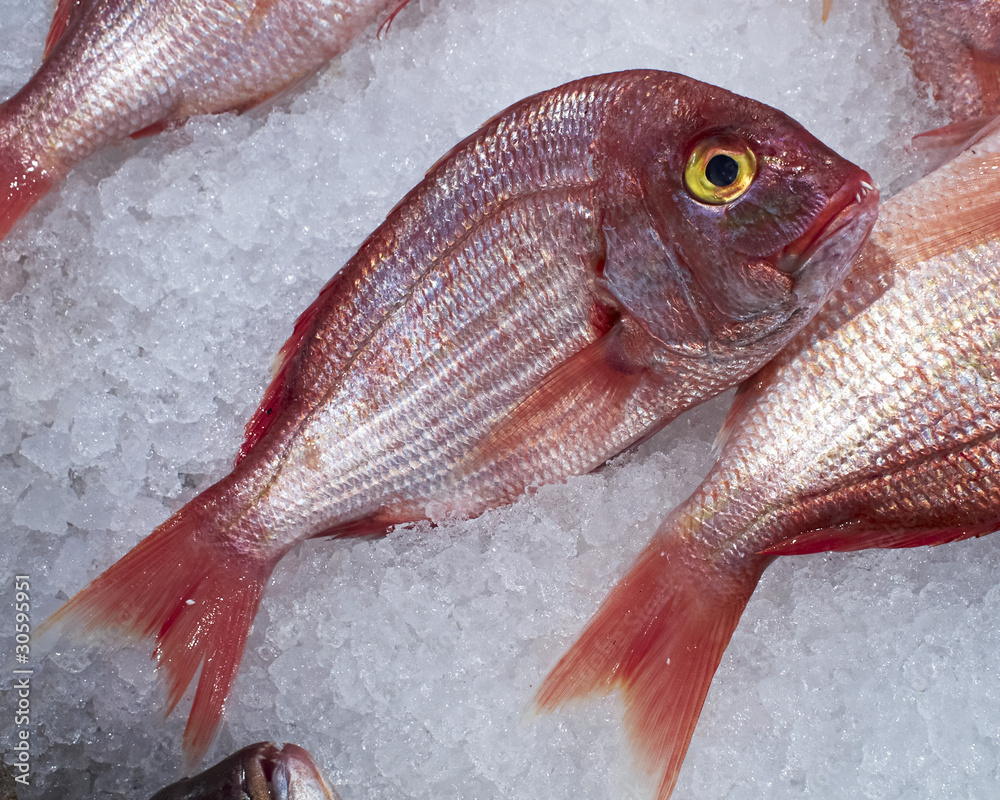 red sea bream fish, natural background Stock Photo | Adobe Stock