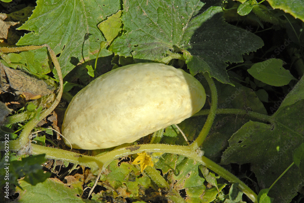 Concombre; Cucumis sativus Blanc long Parisien Stock Photo | Adobe Stock
