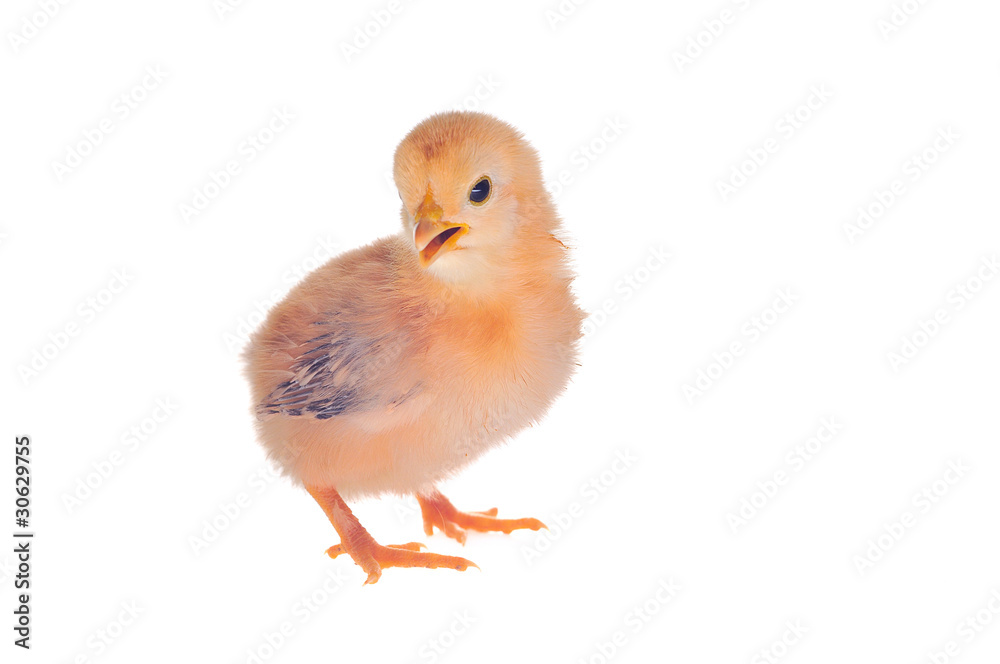 Pollito aislado sobre fondo blanco. Stock 写真 | Adobe Stock