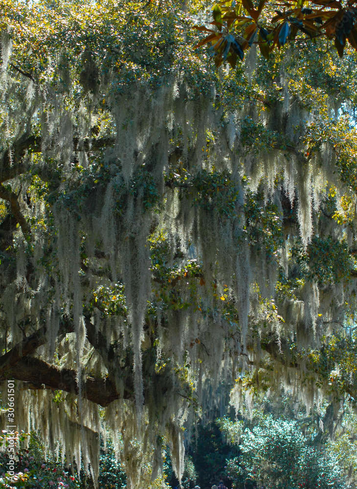 Spanish moss Stock Photo | Adobe Stock