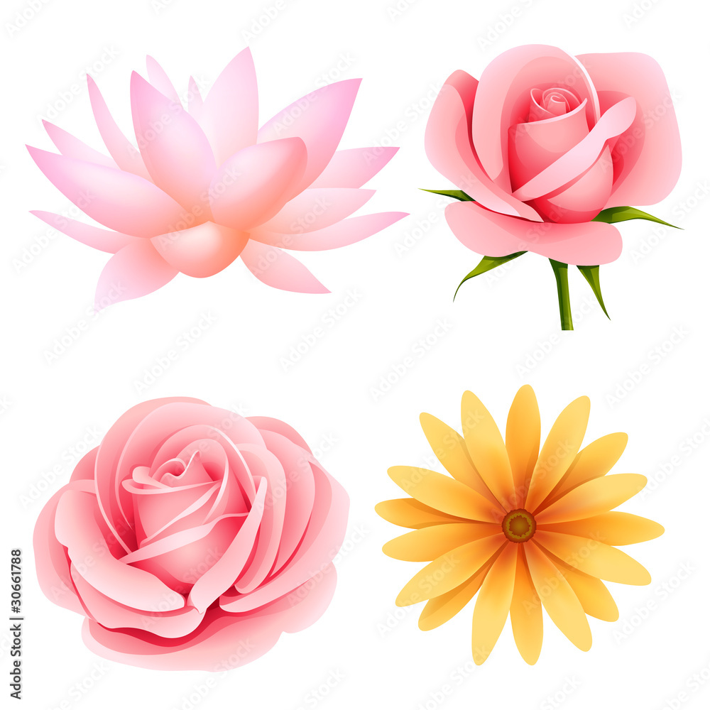 Vector flowers set of rose, lotus, daisy isolated on white Stock Vector ...