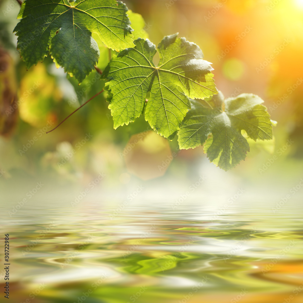Grape leaves over water background, closeup. Stock Photo | Adobe Stock