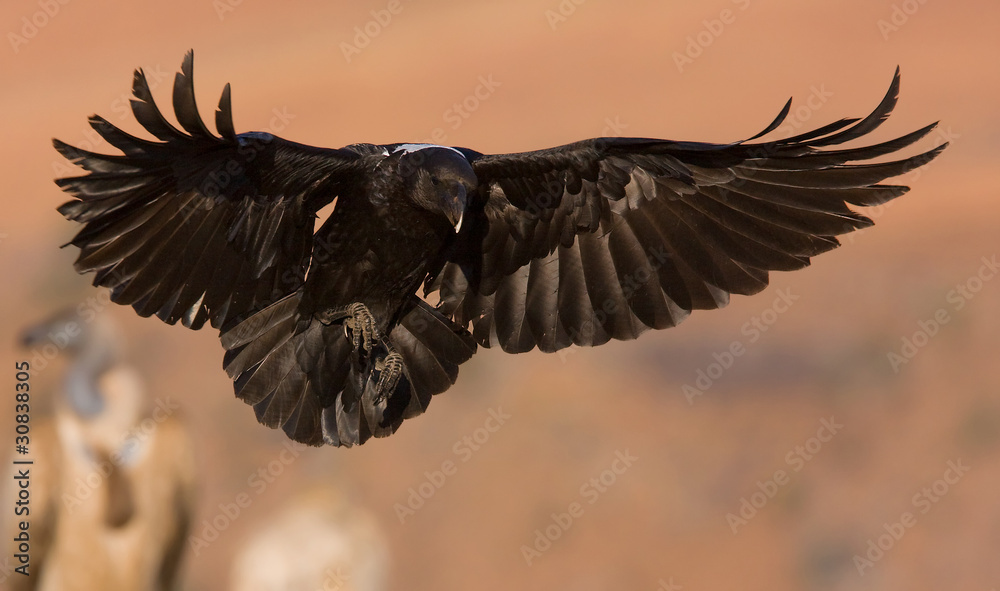 raven landing Stock Photo | Adobe Stock