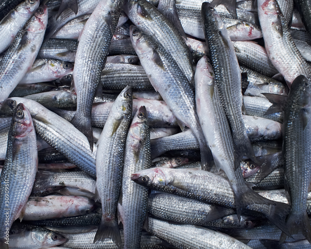 flathead mullets fish, natural background Stock-Foto | Adobe Stock