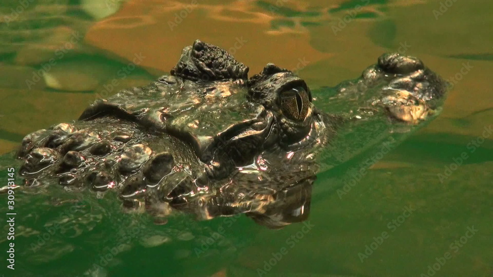 Crocodile ready to an attack Stock Video | Adobe Stock