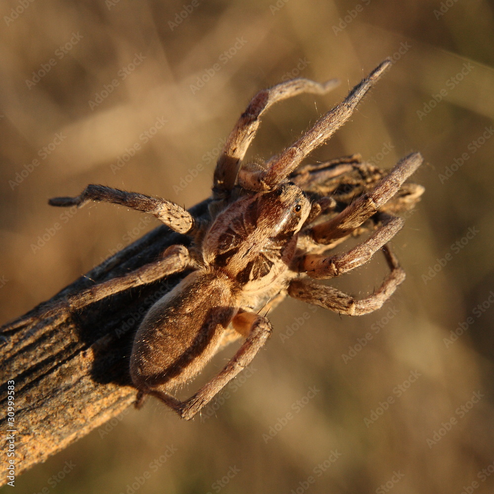 Hogna radiata. Araña lobo. Stock Photo | Adobe Stock