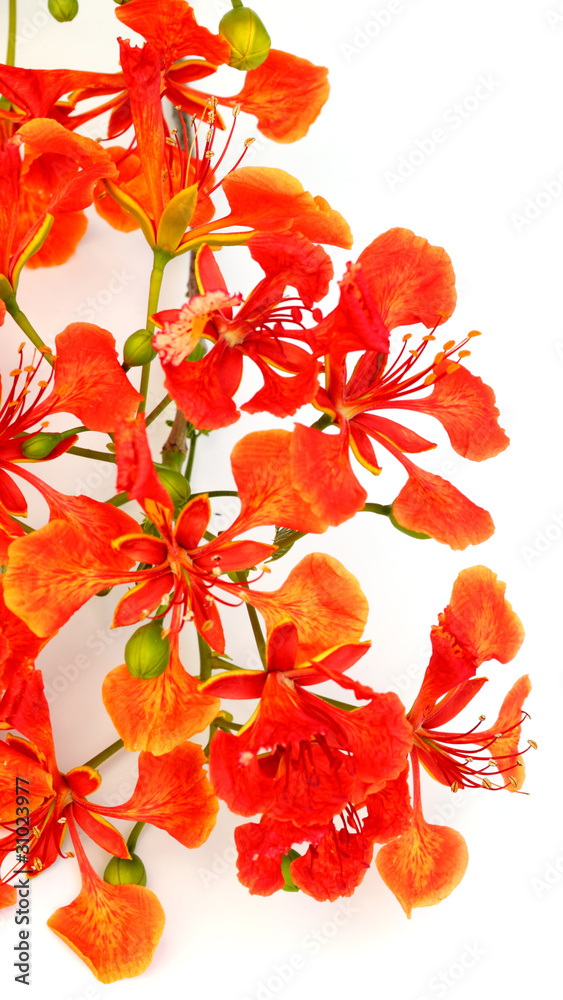 fleurs rouges du flamboyant, Delonix regia, Poinciana regia Stock Photo ...