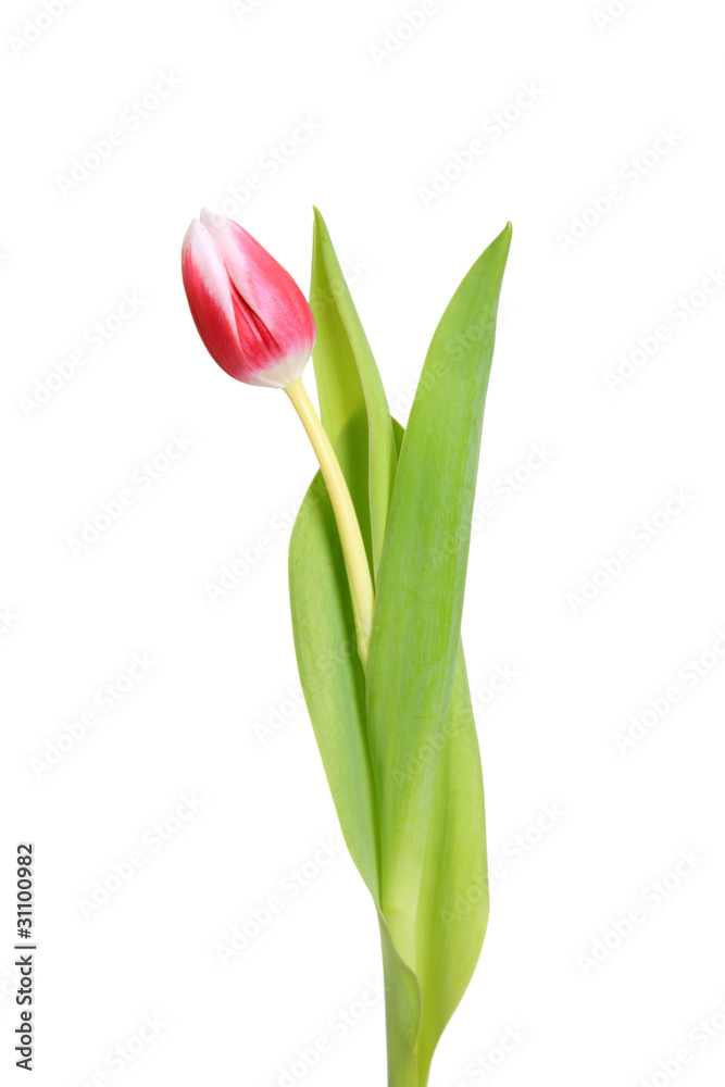 Tulpe Stock-Foto | Adobe Stock